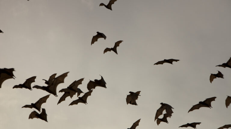 Bats make mental maps using echolocation - Ars Technica