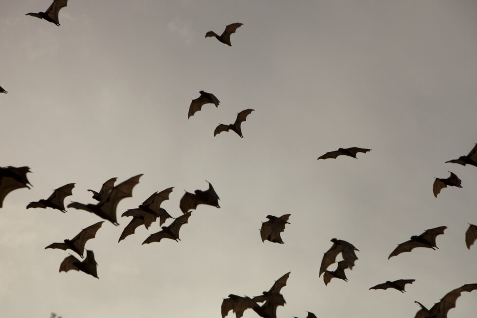 Bats make mental maps using echolocation - Ars Technica
