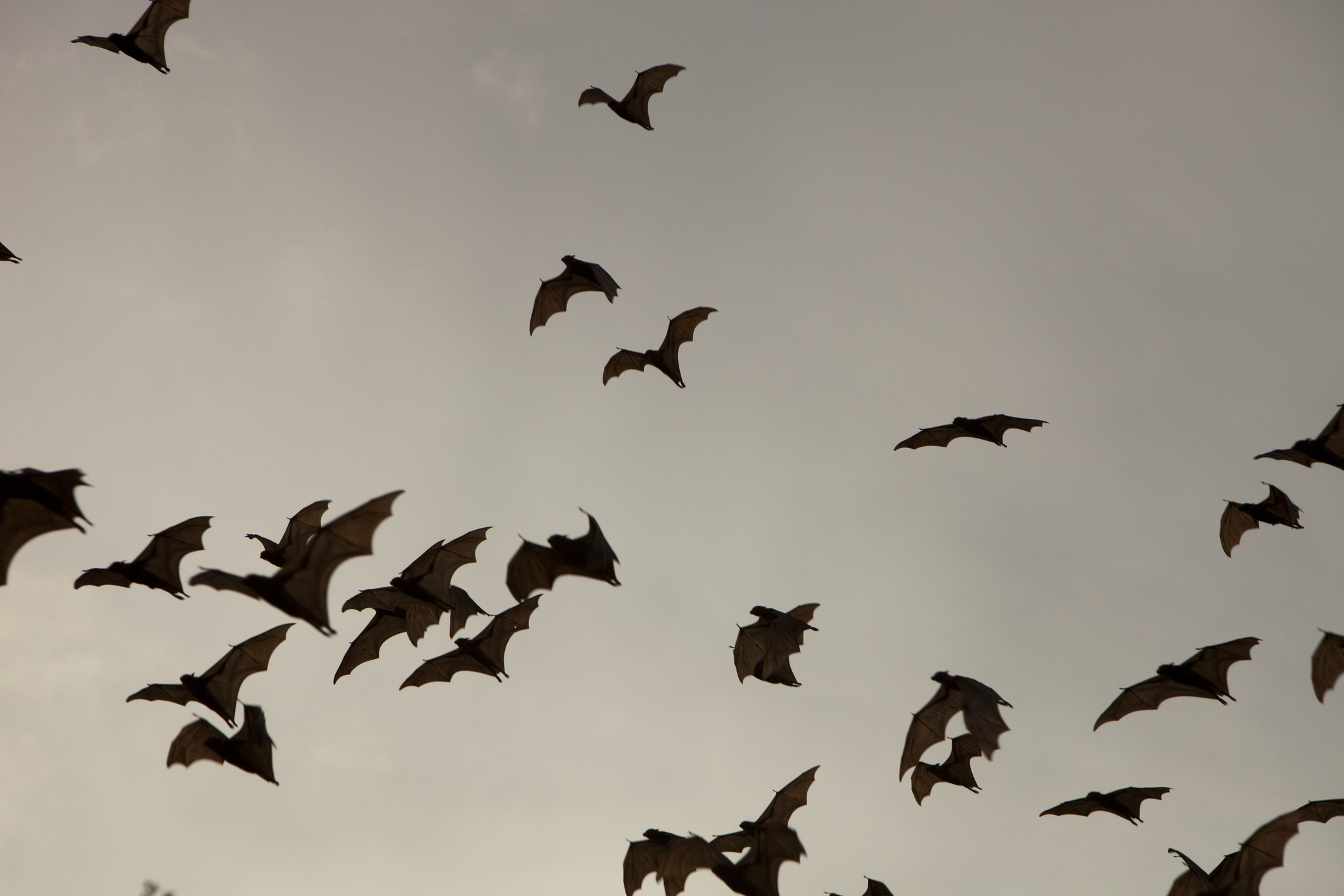Bats make mental maps using echolocation - Ars Technica