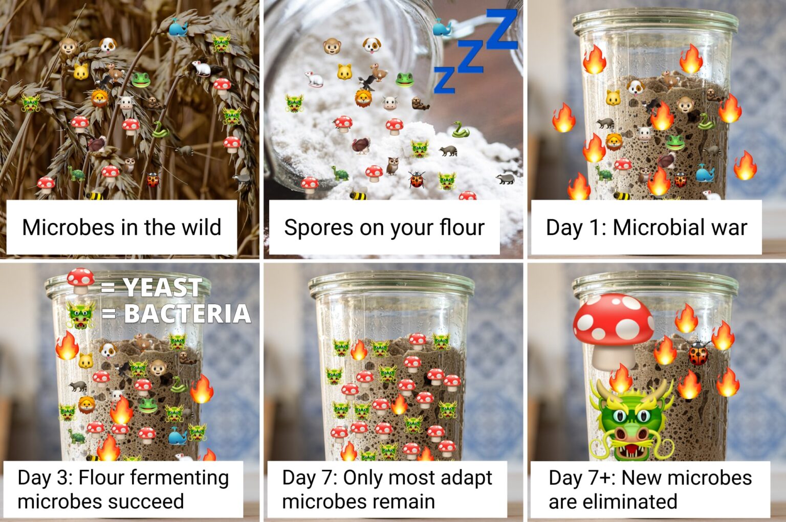 Flour, water, salt, GitHub: The Bread Code is a sourdough baking ...