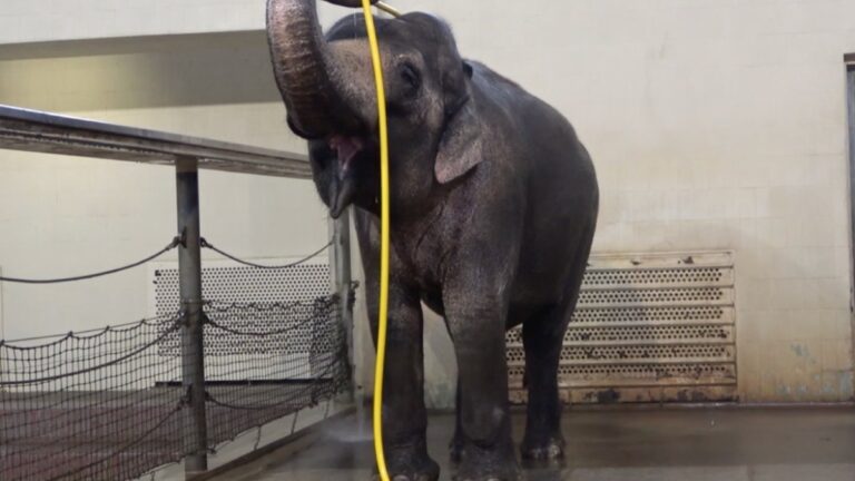 This elephant figured out how to use a hose to shower - Ars Technica