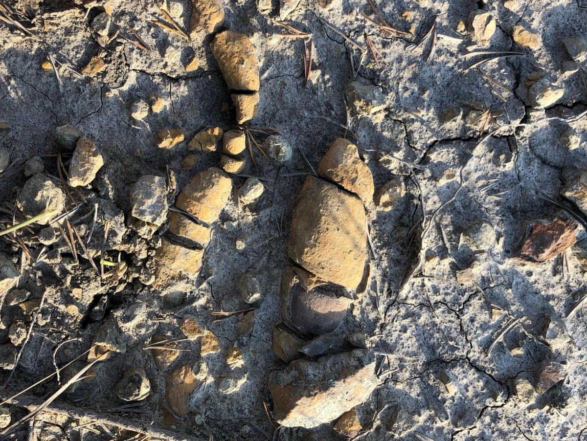 What fossilized dino feces can tell us about their rise to dominance ...