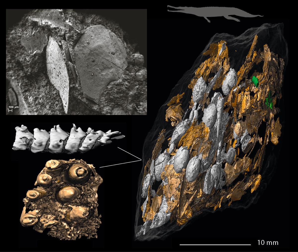What fossilized dino feces can tell us about their rise to dominance ...