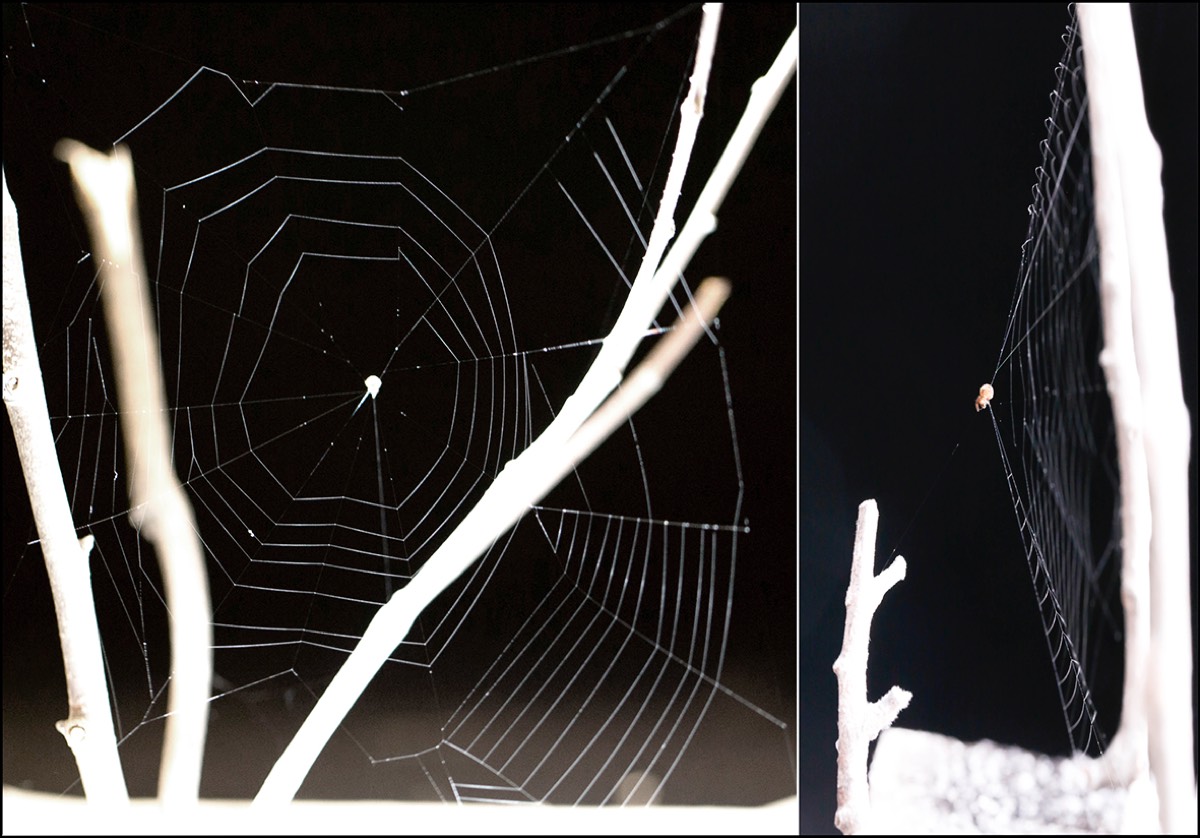 These spiders listen for prey before hurling webs like slingshots - Ars ...