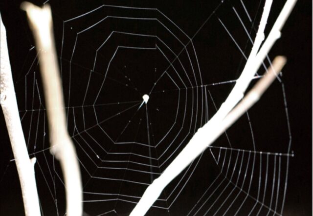 These spiders listen for prey before hurling webs like slingshots - Ars ...