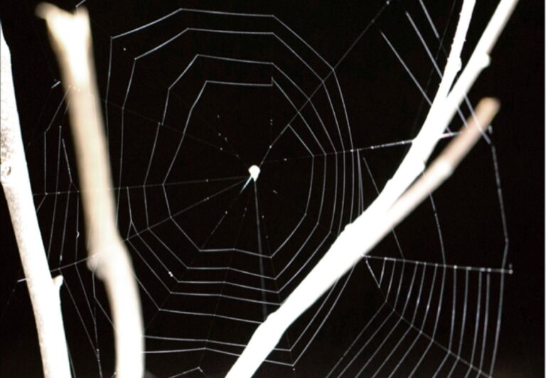 These spiders listen for prey before hurling webs like slingshots - Ars ...