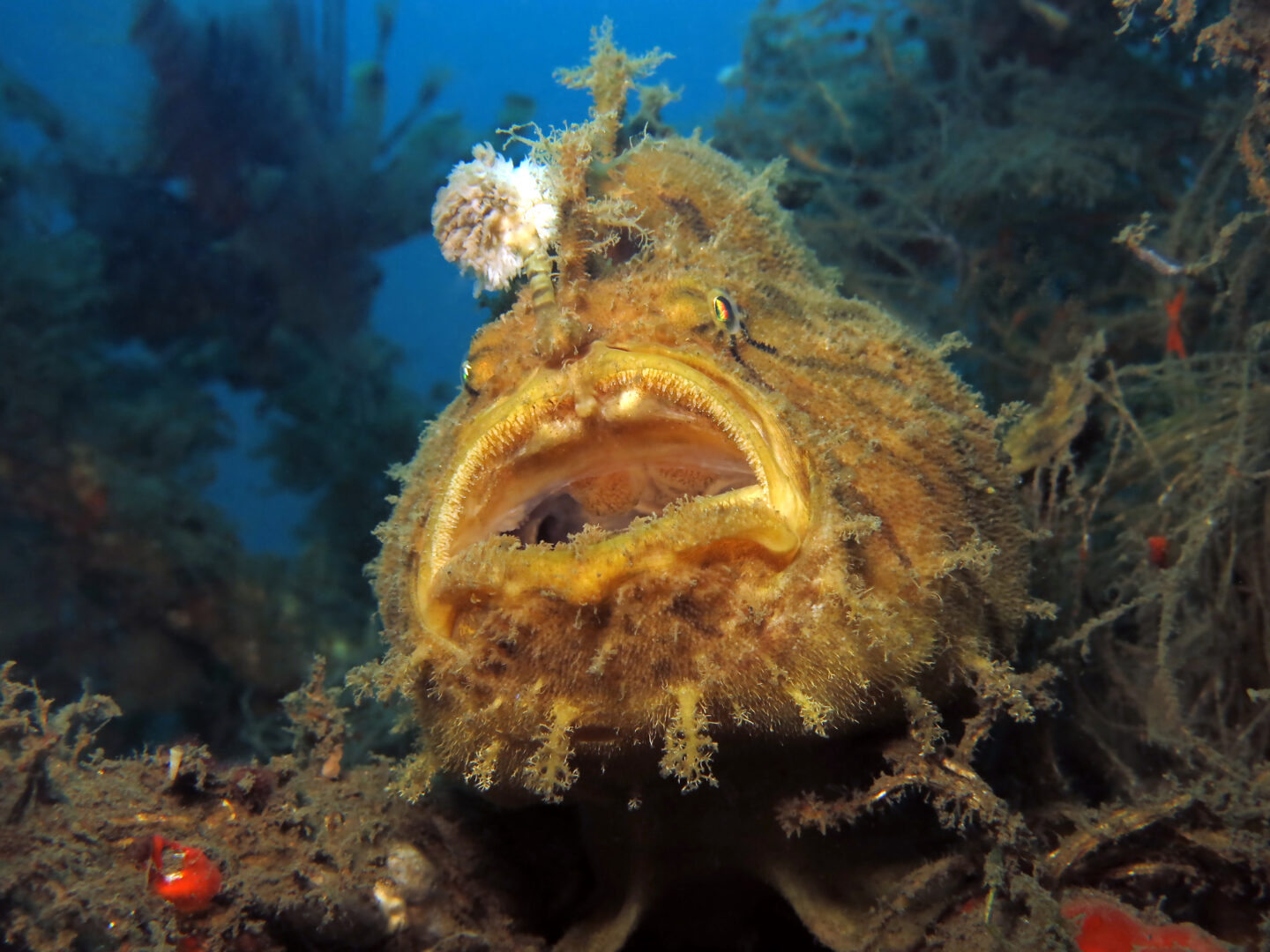 Frogfish reveals how it evolved the “fishing rod” on its head - Ars ...