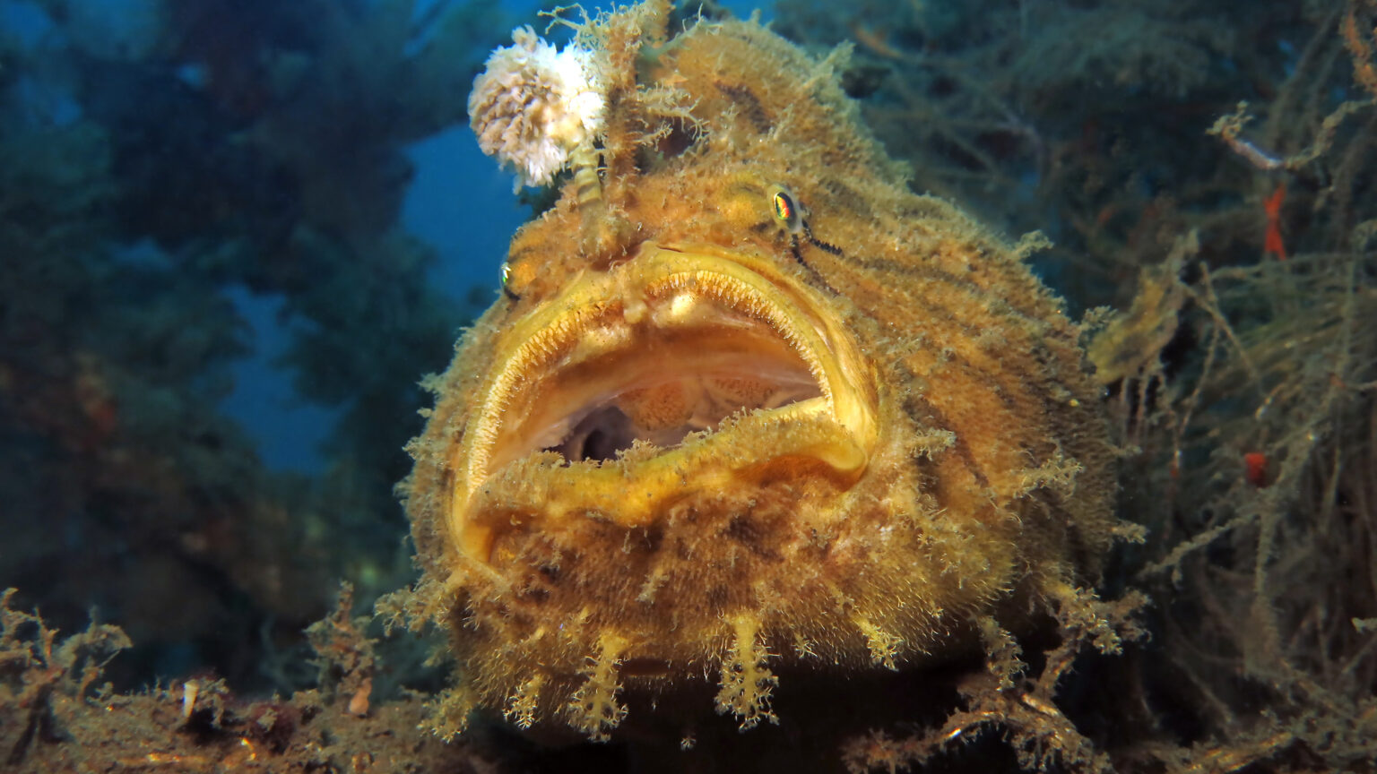 Frogfish reveals how it evolved the “fishing rod” on its head - Ars ...