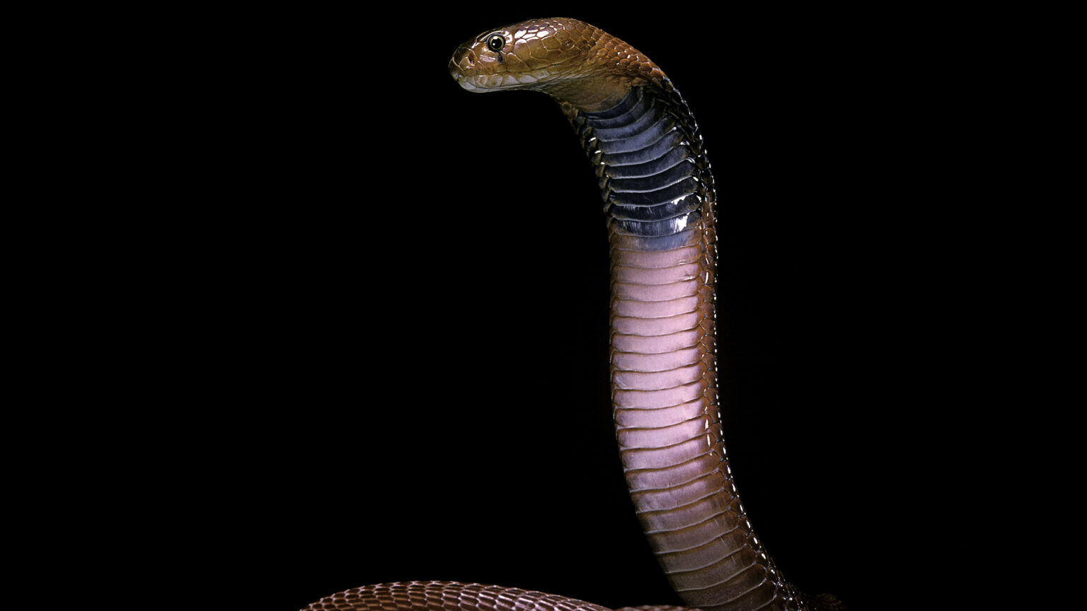 Researchers use AI to design proteins that block snake venom toxins ...