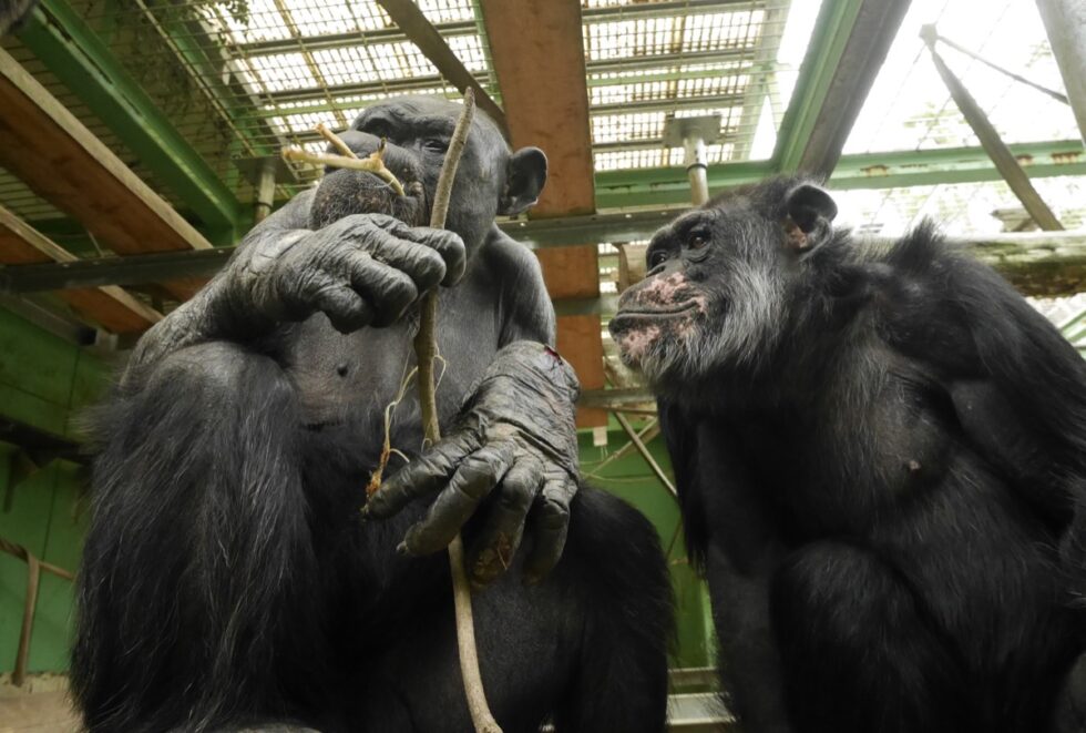 Peeing is contagious among chimps - Ars Technica