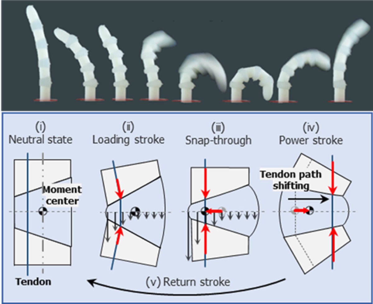 This mantis shrimp-inspired robotic arm can crack an egg – Kowatek ...