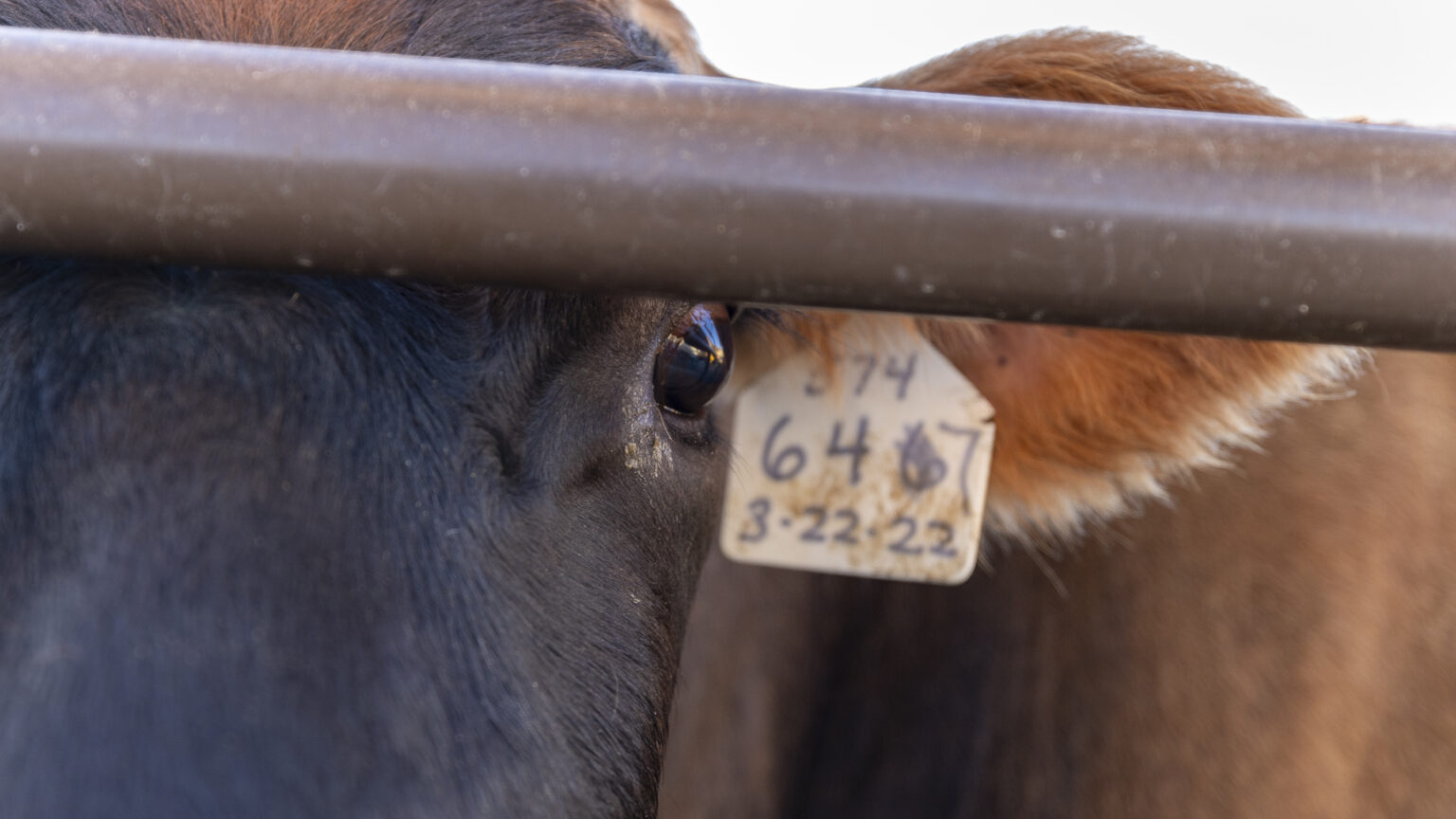 H5N1 testing in cow veterinarians suggests bird flu is spreading ...