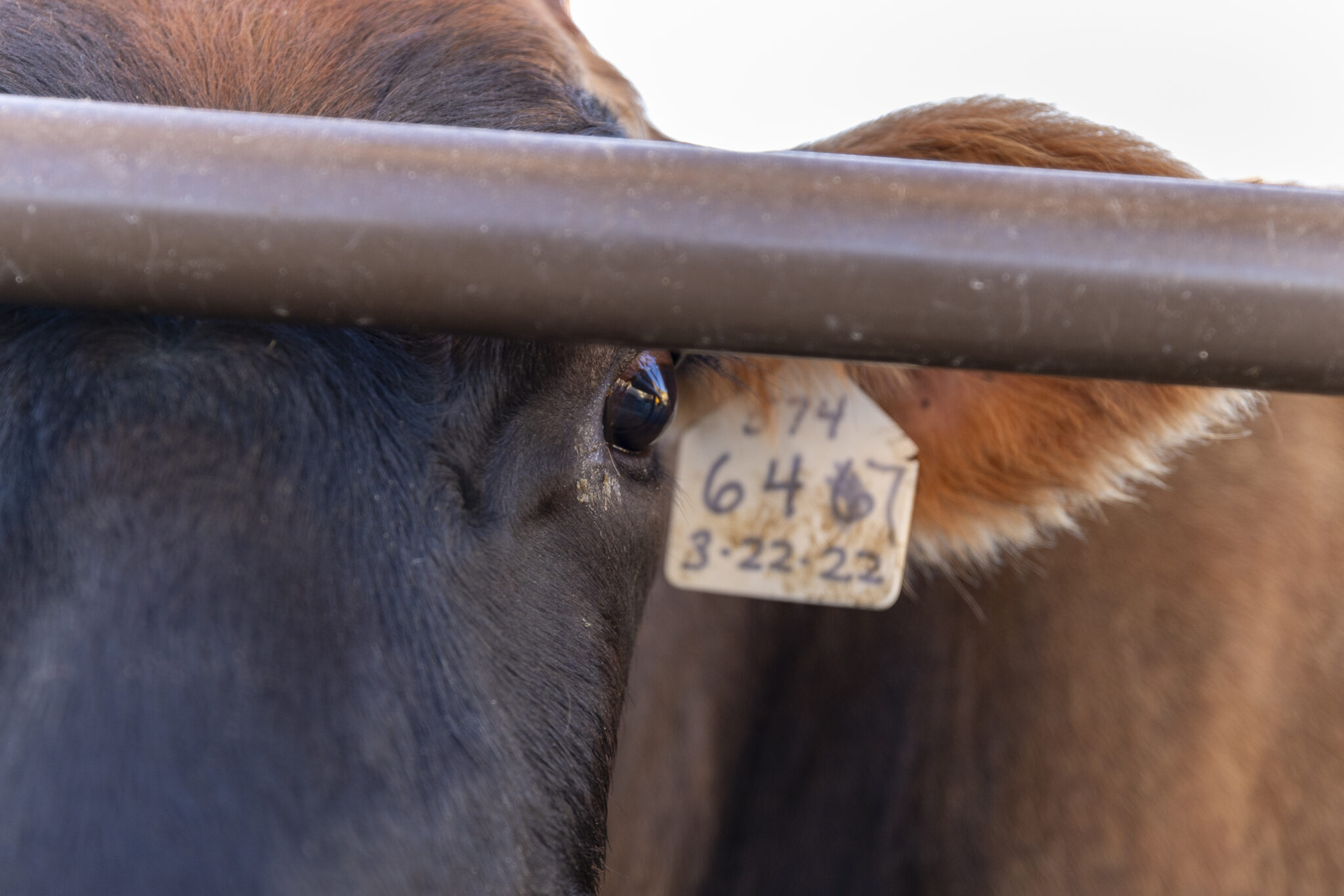 H5N1 testing in cow veterinarians suggests bird flu is spreading ...