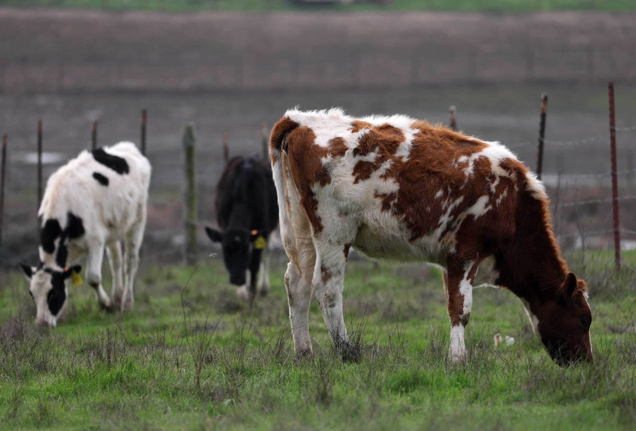 Bird flu strain that just jumped to cows infects dairy worker in Nevada ...