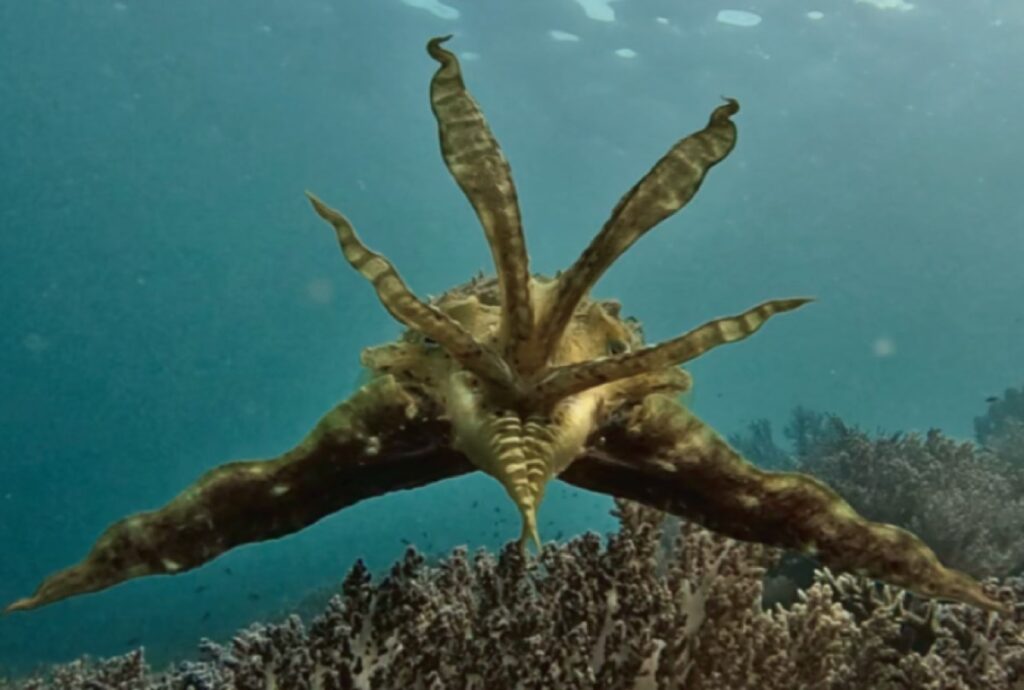 Study: Cuttlefish adapt camouflage displays when hunting prey - Ars ...