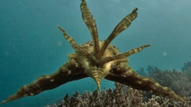 Study: Cuttlefish adapt camouflage displays when hunting prey - Ars ...