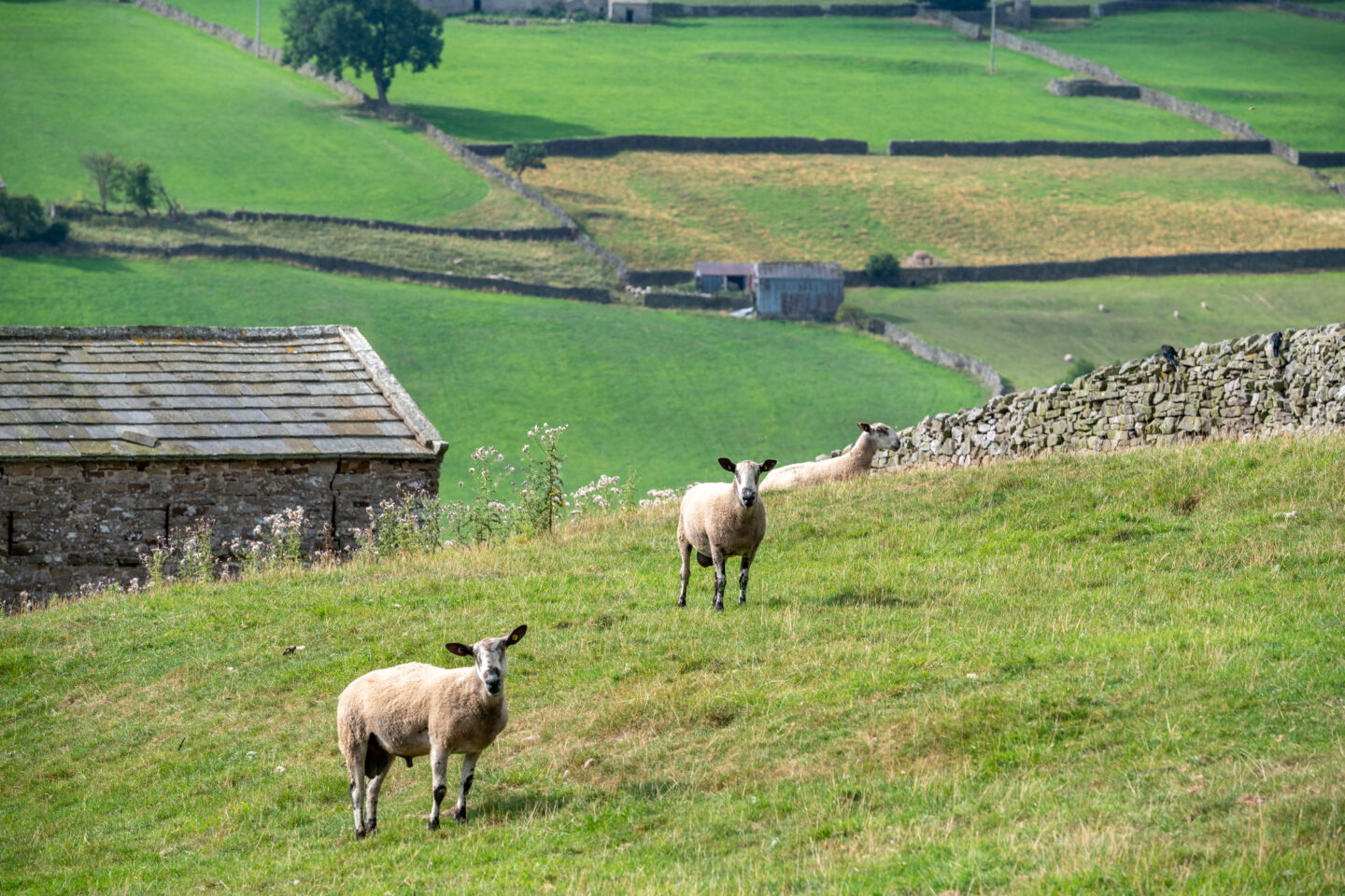 UK on alert after H5N1 bird flu spills over to sheep in world-first ...