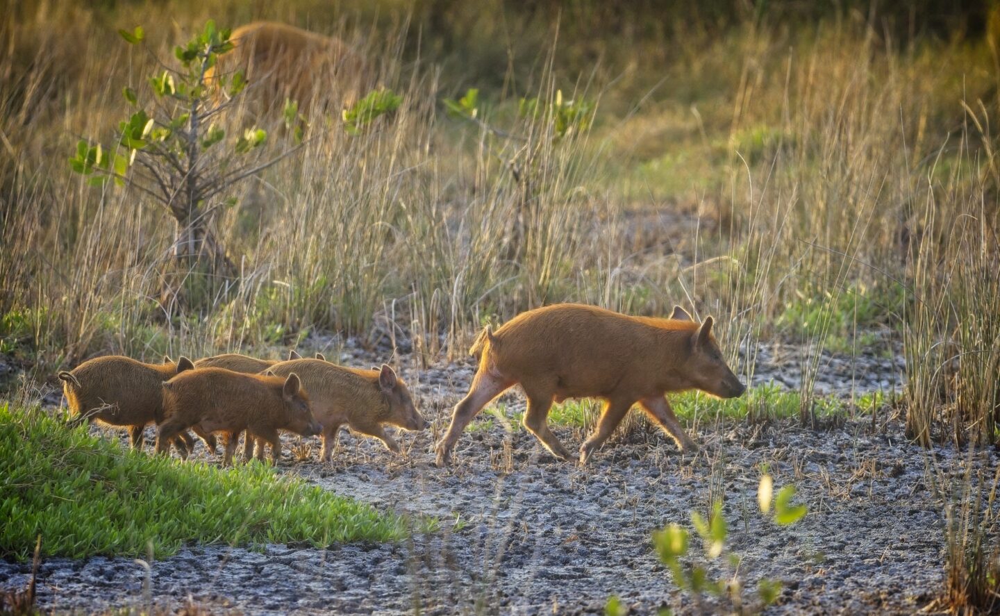 Florida man eats feral pig meat, contracts rare biothreat bacteria ...