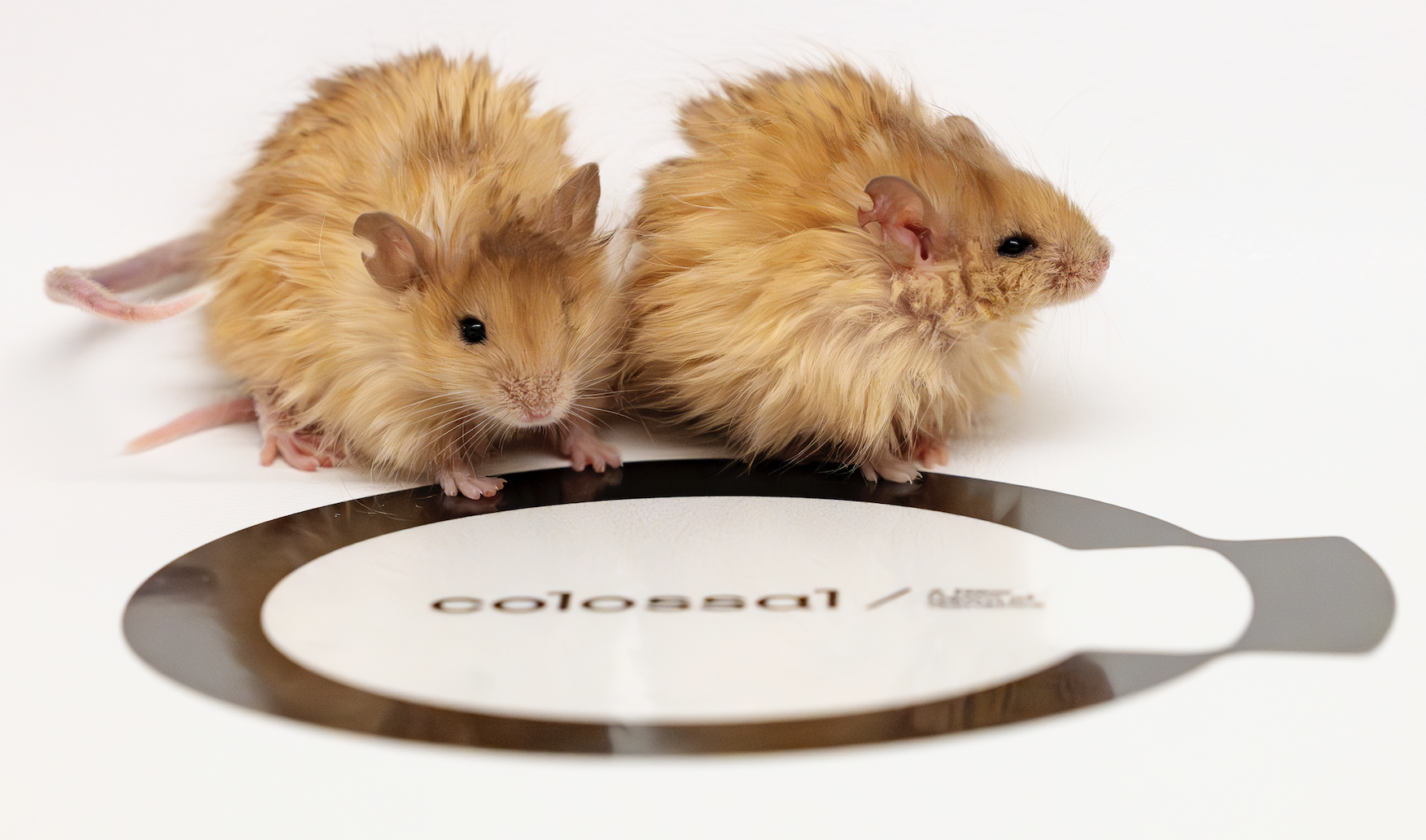 “Wooly mice” a test run for mammoth gene editing - Ars Technica
