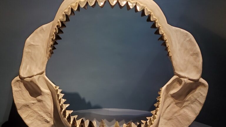 Study: Megalodon’s body shape was closer to a lemon shark - Ars Technica