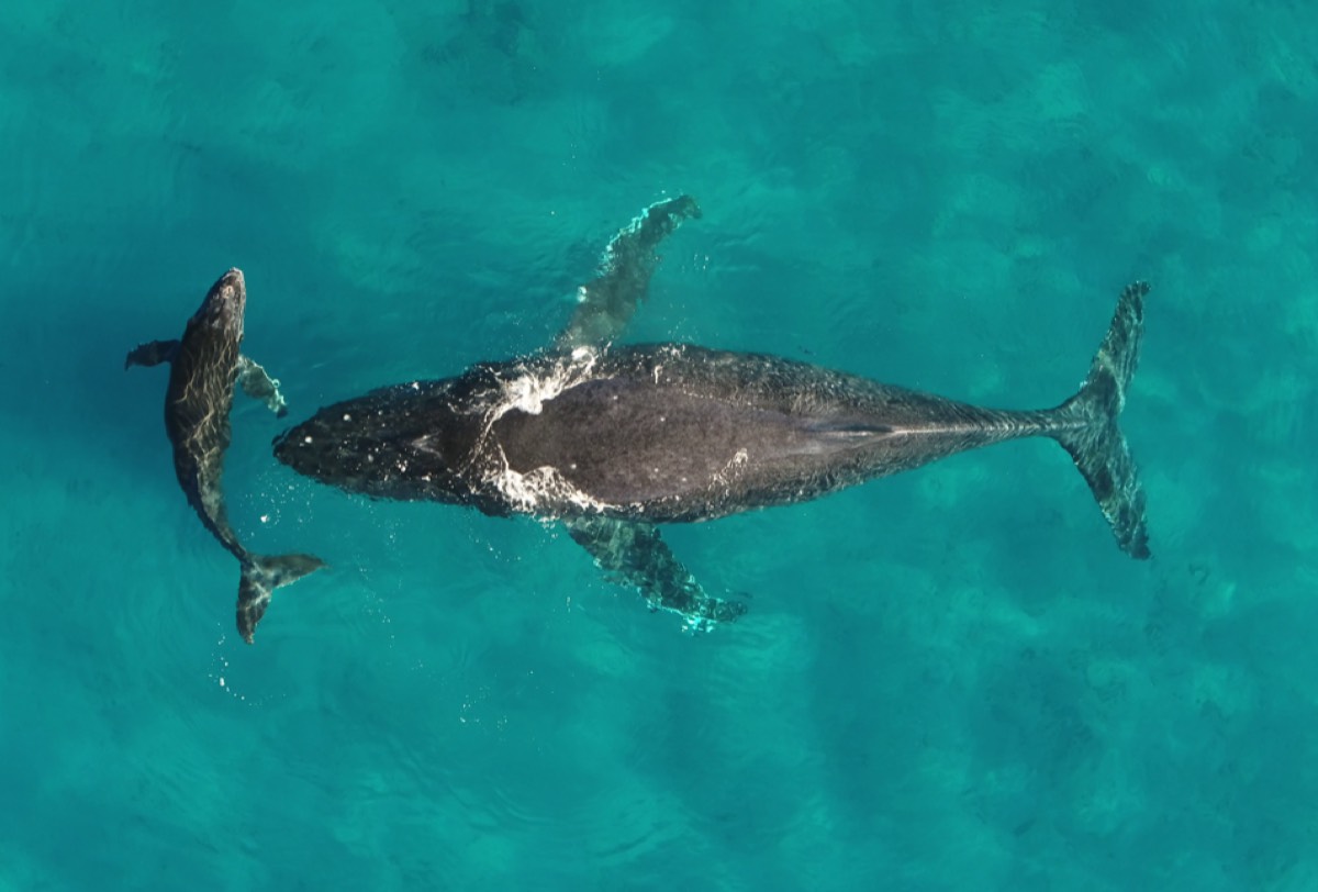 How whale urine benefits the ocean ecosystem - Ars Technica