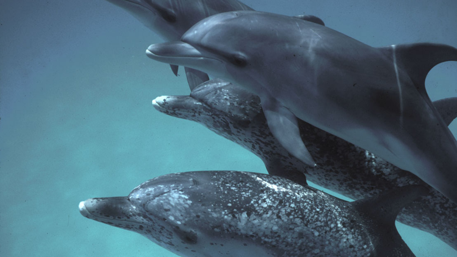 Google created a new AI model for talking to dolphins - Ars Technica