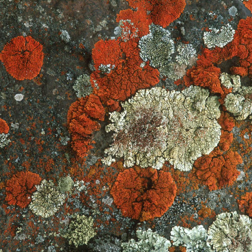 Category: Science - Ars Technica