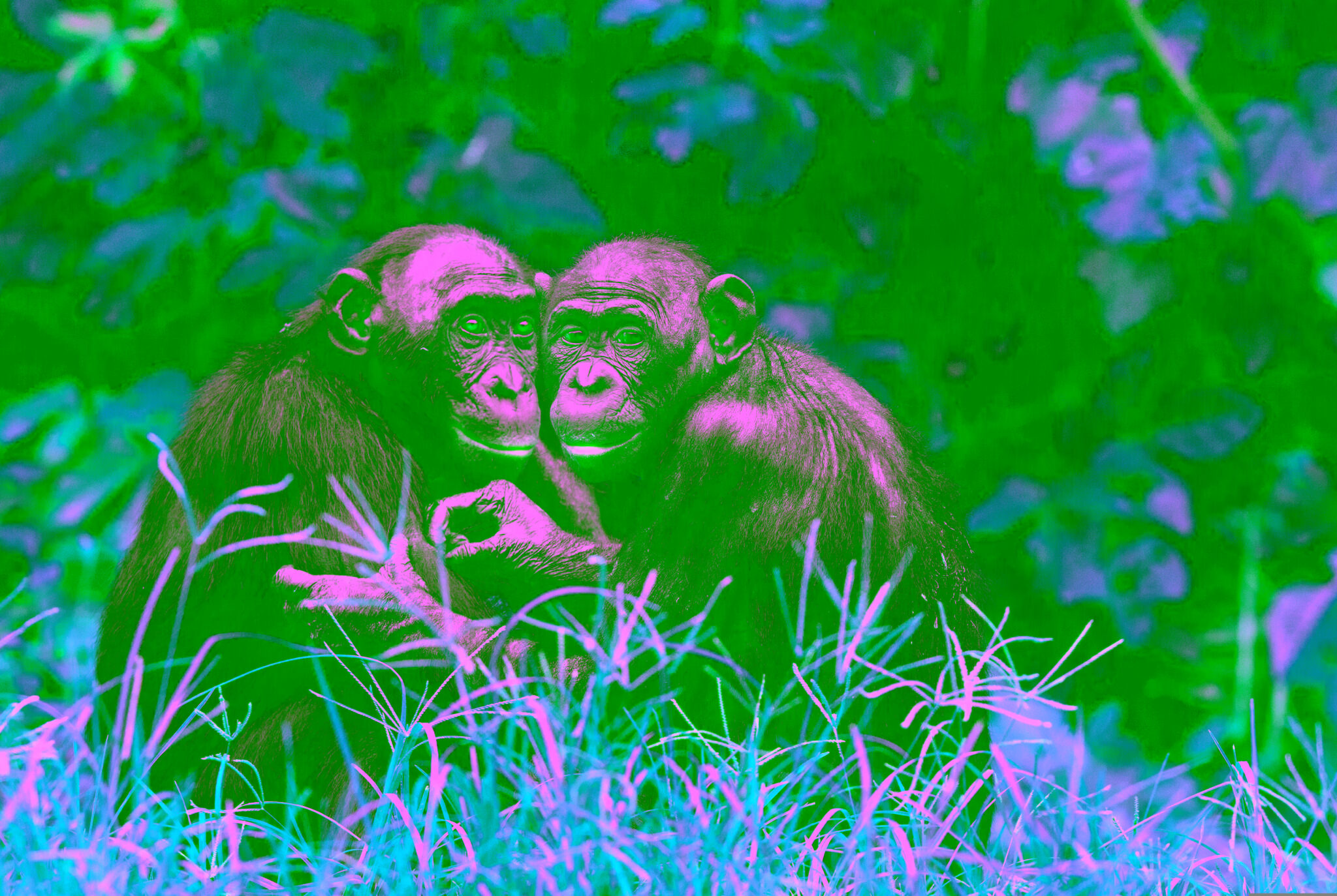 Bonobos’ calls may be the closest thing to animal language we’ve seen ...