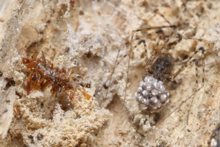 Bone collector caterpillar adorns itself in insect body parts - Ars ...