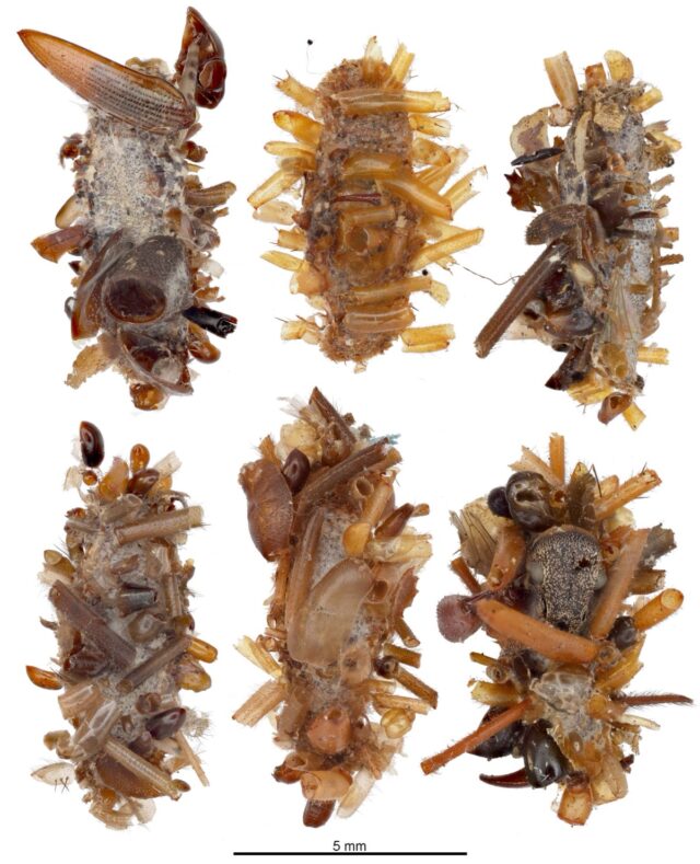Bone collector caterpillar adorns itself in insect body parts - Ars ...
