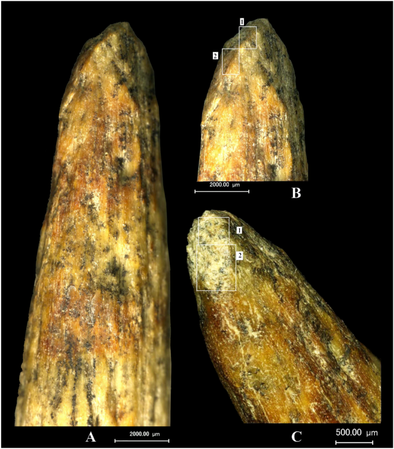 Neanderthals invented their own bone weapon technology by 80,000 years ...