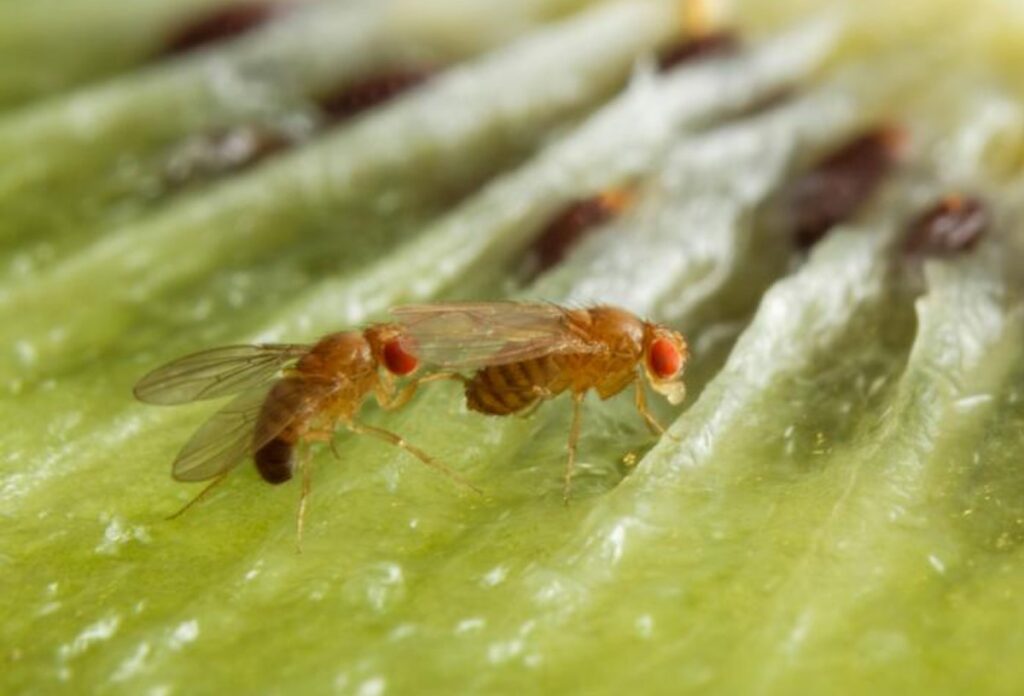 Male fruit flies drink more alcohol to get females to like them - Ars ...