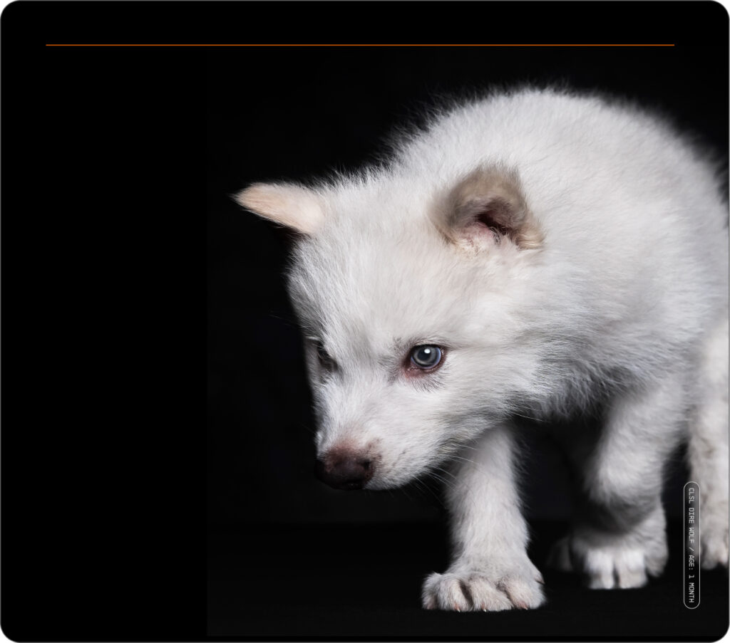 De-extinction company announces that the dire wolf is back - Ars Technica