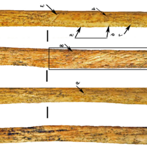 side view of a long, narrow bone spear point, from 4 different sides
