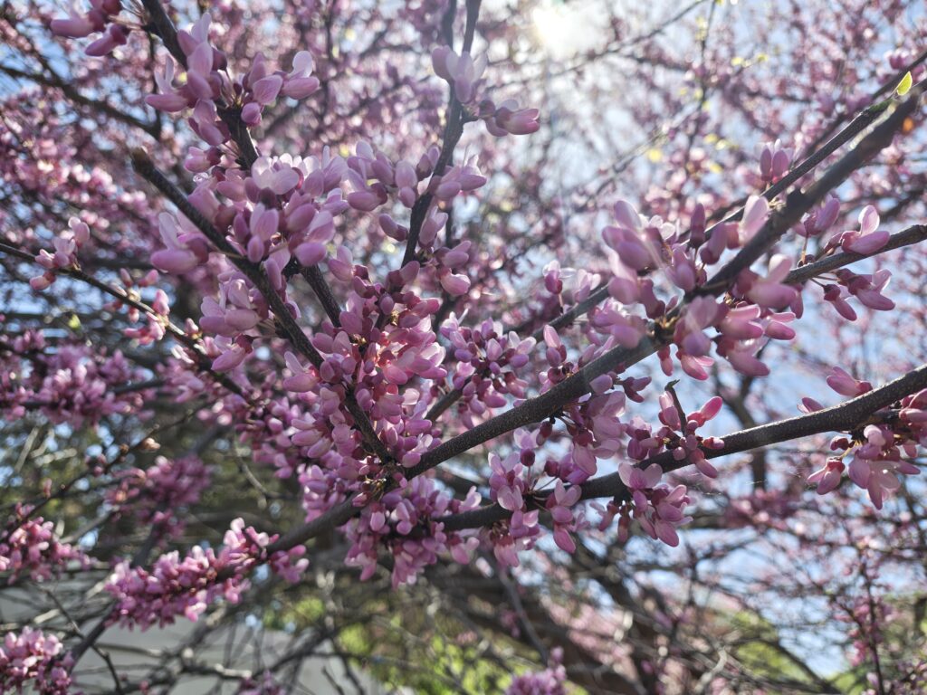 Motorola Razr and Razr Ultra (2025) review: Cool as hell, but too much ...