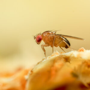 A small fruit fly stands on a rough surface in the center of the image. The surface and the background are both a yellowish-tan color.