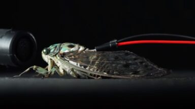 closeup of a cicada with a wire attaching its implanted electrodes to a loudspeaker system