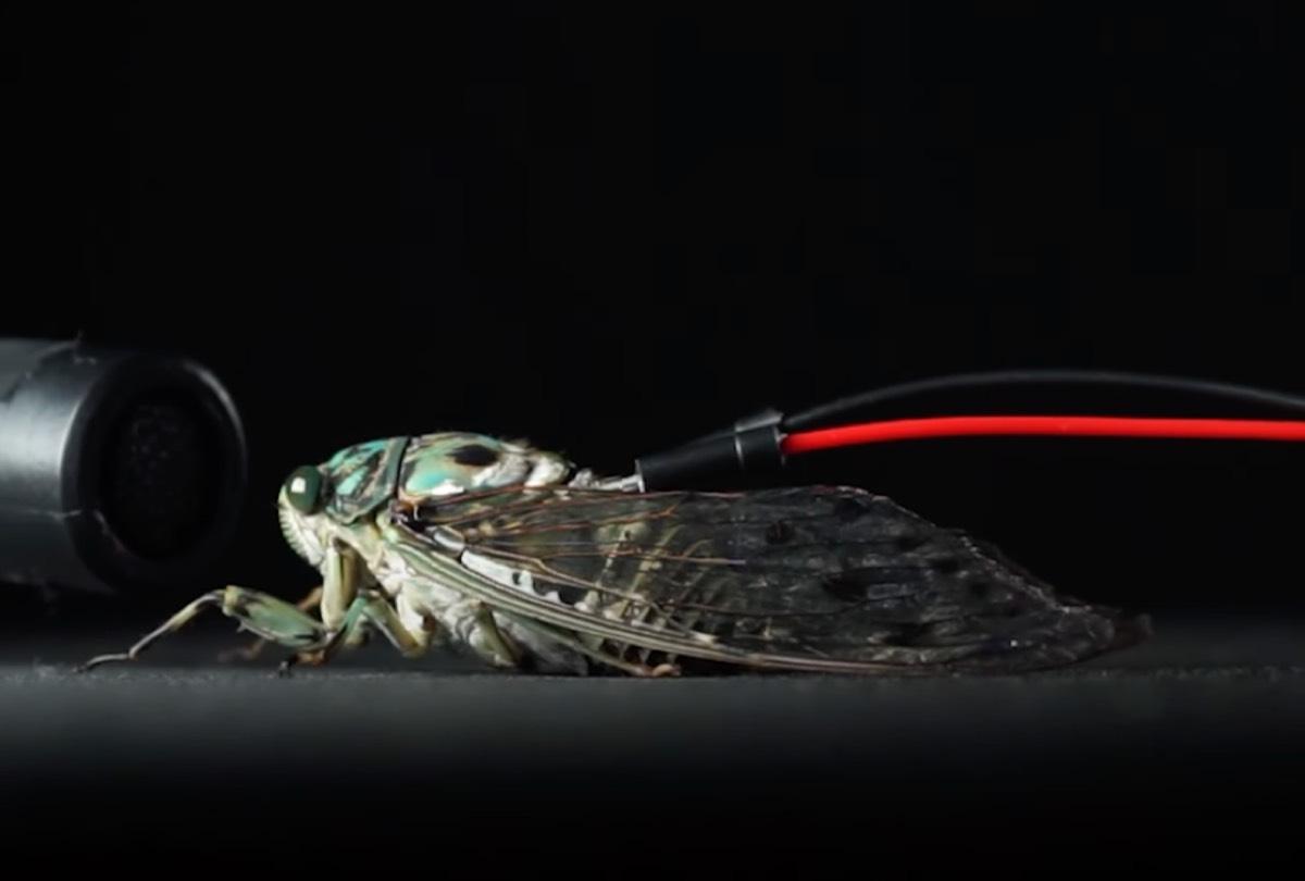 Cyborg cicadas play Pachelbel’s Canon - Ars Technica