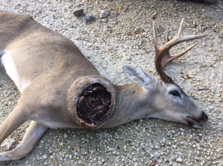 Screwworms are coming—and they’re just as horrifying as they sound ...