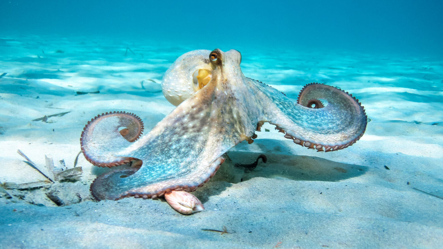 The nine-armed octopus and the oddities of the cephalopod nervous ...