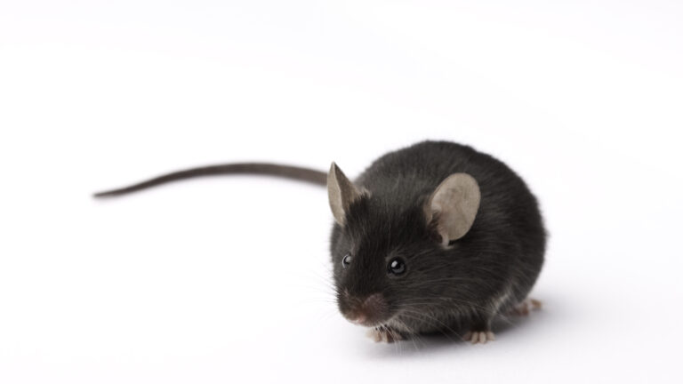 Experimental retina implants give mice infrared vision - Ars Technica