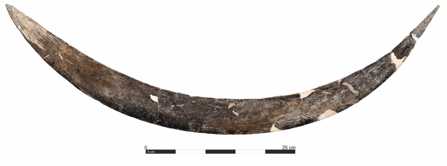 Novinha telegram group this was my first Japanese girl