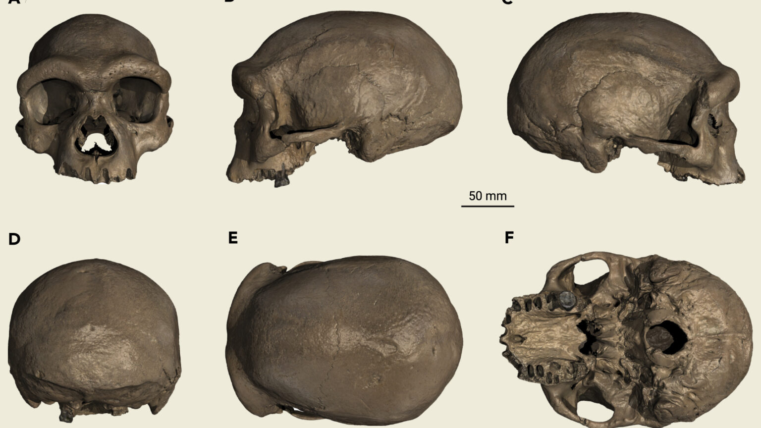 We’ve had a Denisovan skull since the 1930s—only nobody knew - Ars Technica
