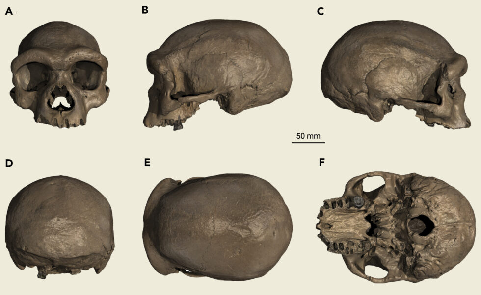 We’ve had a Denisovan skull since the 1930s—only nobody knew - Ars Technica