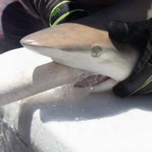 Image of gloved hands holding the back of a shark's head while a white tube is inserted into its mouth.