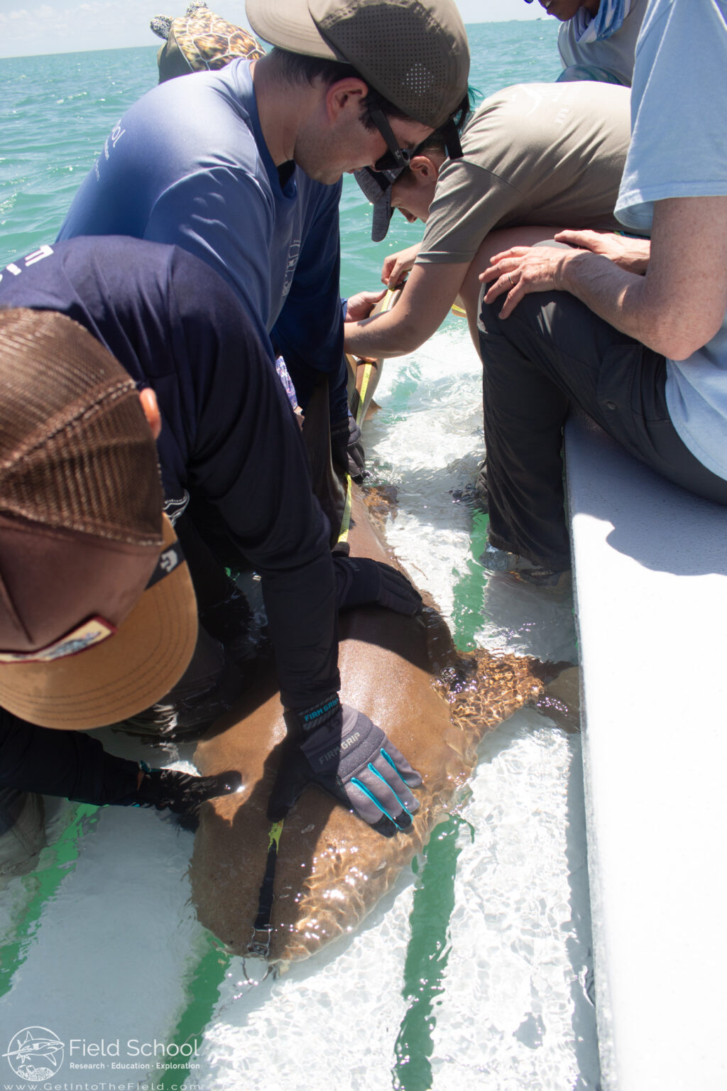 Marine biologist for a day: Ars goes shark tagging - Ars Technica