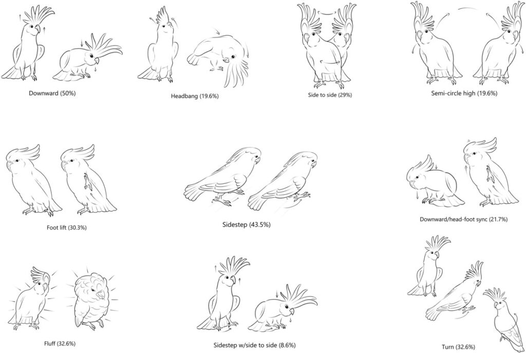 Cockatoos know 30 distinct dance moves - Ars Technica