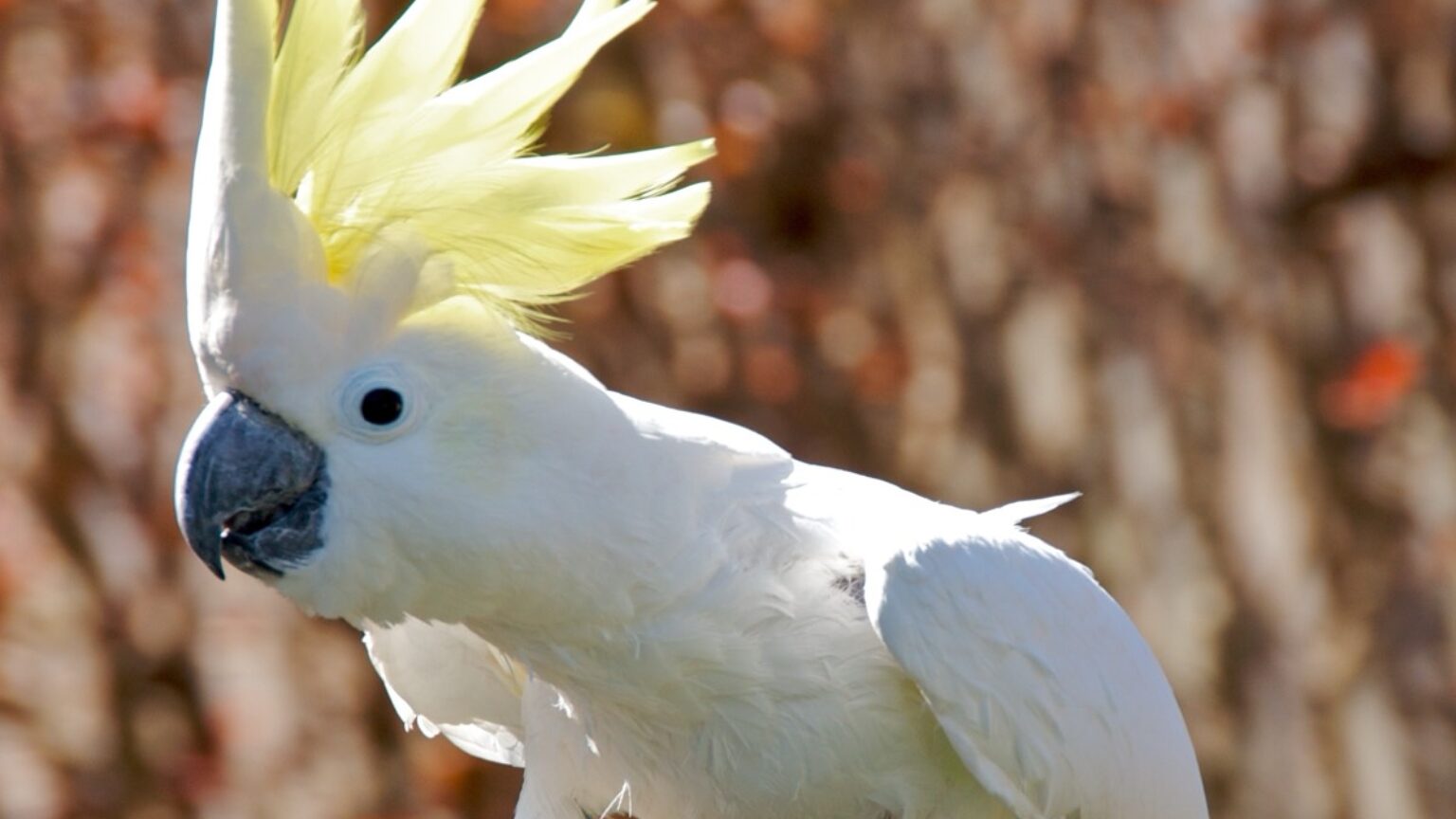 Cockatoos know 30 distinct dance moves - Ars Technica