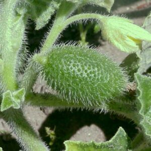 close-up of a prickly squirting green cucumber
