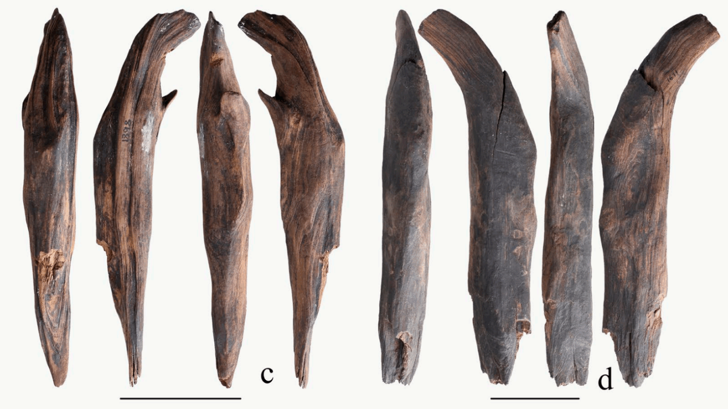 Oldest wooden tools in East Asia may have come from any of three ...